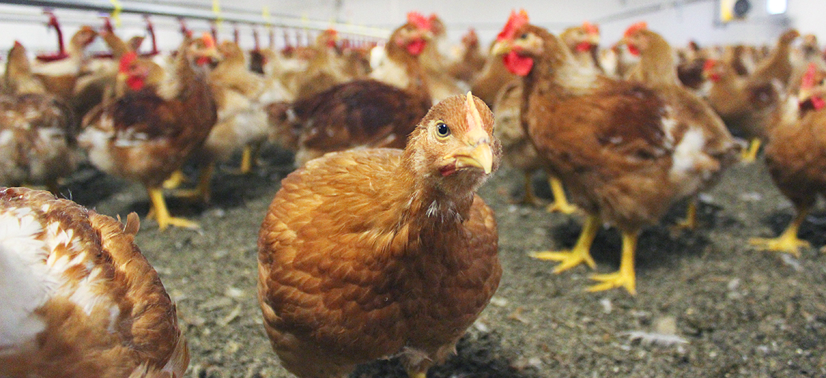 European Chicken Commitment - Bjärefågel: Vi arbetar med ECC
