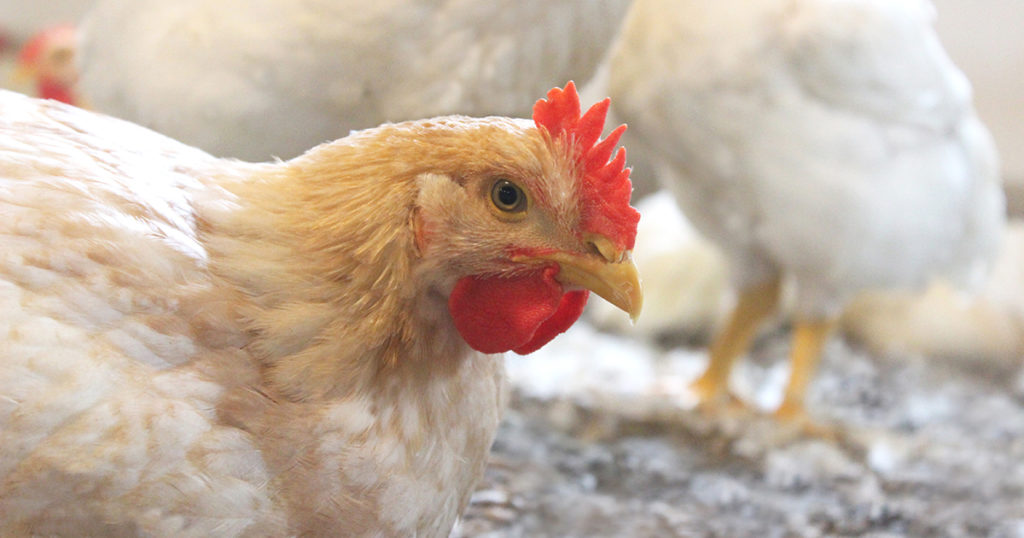 European Chicken Commitment - Bjärefågel: Vi arbetar med ECC